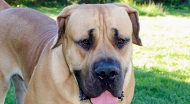 TOP 10 Most Aggressive Dogs In the World - PetPress