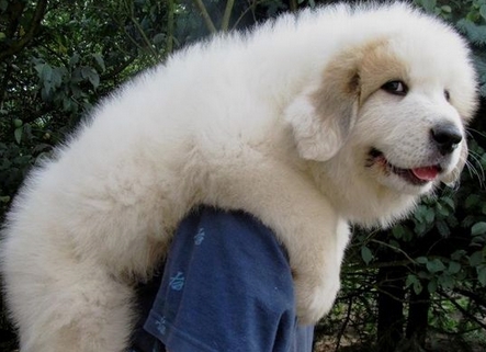 Top 30 Male Great Pyrenees Dog Names - PetPress