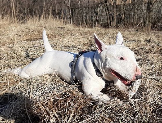 TOP 10 Most Aggressive Dogs In the World | Page 2 of 2 | PetPress