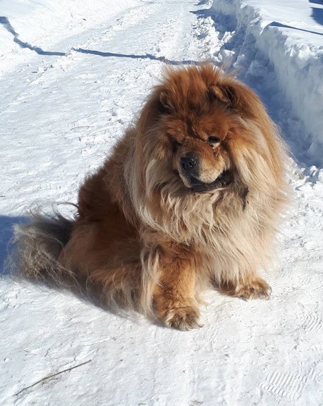 TOP 10 Most Aggressive Dogs In the World - PetPress