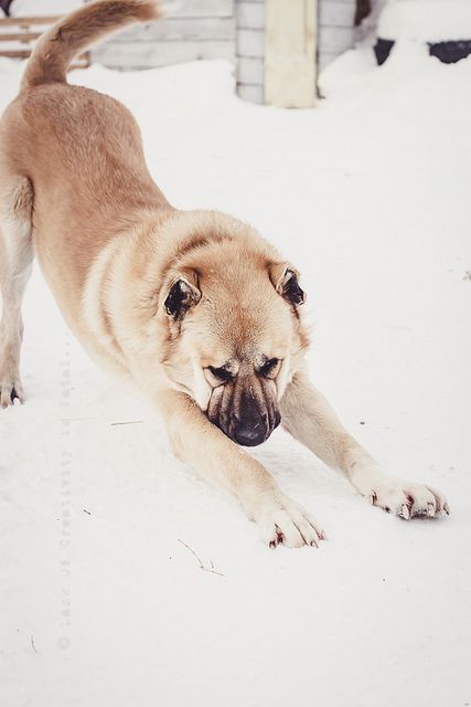 Top 10 Fighting Dog Breeds - PetPress