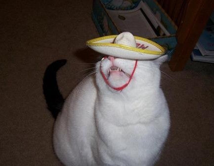 Top 550 Best Mexican Cat Names To Name Your Little Kitten