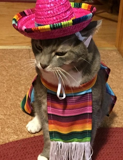 Top 550 Best Mexican Cat Names To Name Your Little Kitten