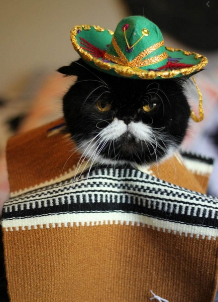 Top 550 Best Mexican Cat Names To Name Your Little Kitten
