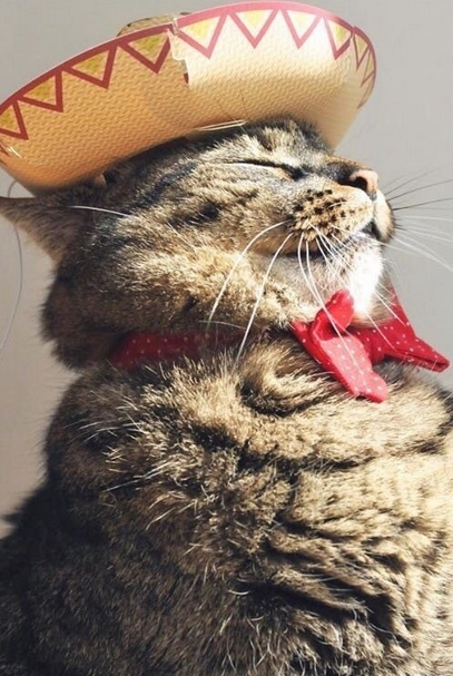 Top 550 Best Mexican Cat Names To Name Your Little Kitten