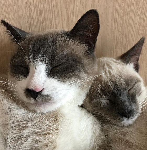 40 Twin Brother and Sister Cat Names That Are Cute And Adorable