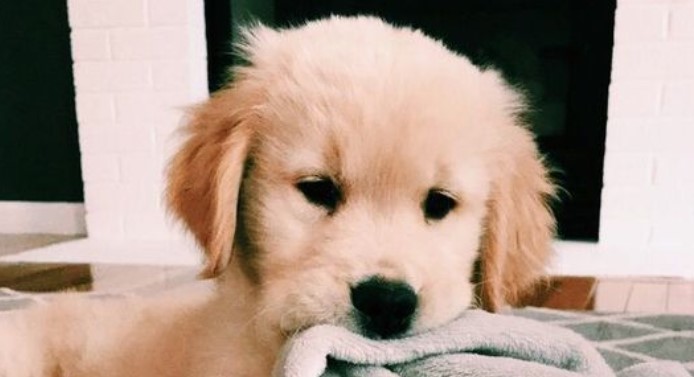 Top 10 Kind And Friendly Dog Breeds - PetPress