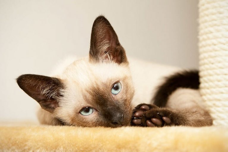 Siamese Cat Names: 500 Names For Male & Female Siamese Cats