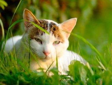 Top 150 Nature Inspired Cat Names For Your Cute Kittens
