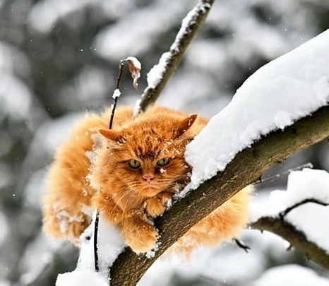 69 Cold Cat Names Inspired by Winter - PetPress