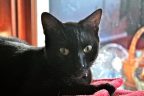 Black Cat Names: 500+ Best Names for Black Kittens | PetPress