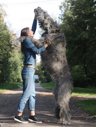 Top 10 Tallest Dog Breeds In The World - PetPress