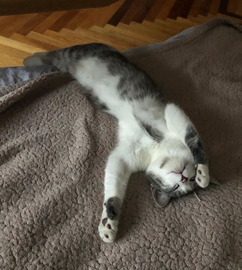 107 Great Spunky and Tough Cat Names | PetPress