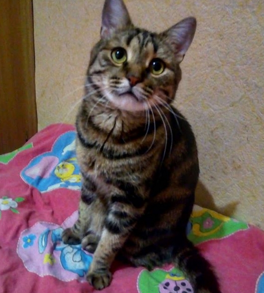 107 Great Spunky and Tough Cat Names | PetPress