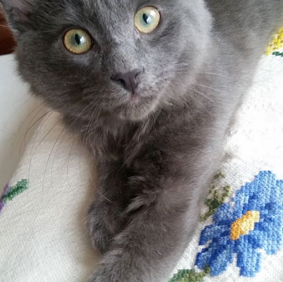 Cat Names Starting With T - Top 100 Cat Name Ideas Start With T