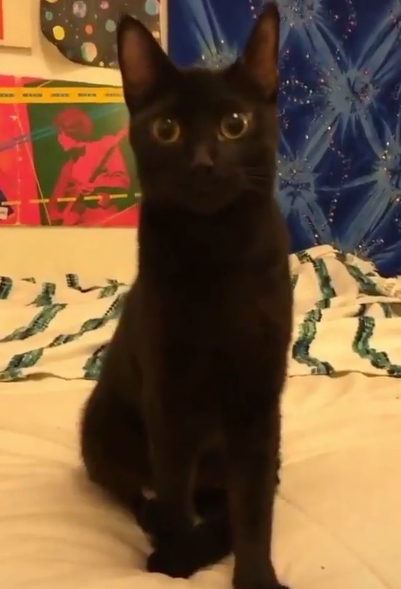 Top 150 Ironic Cat Names for Funky And Adorable Cats