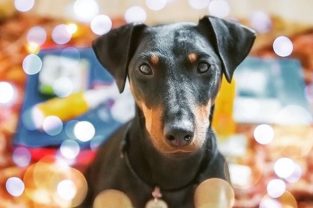 Top 15 Popular Hunting Dog Breeds | Page 2 of 3 | PetPress