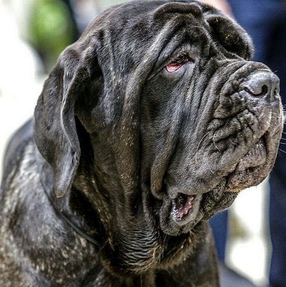 31 Impressive Female Dog Names For Mastiffs - PetPress