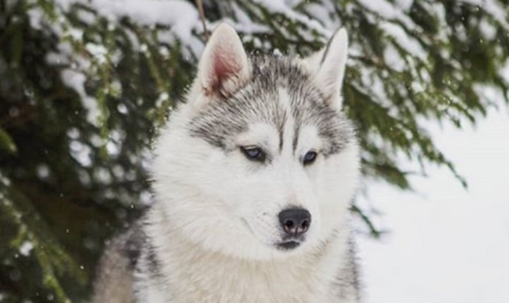 Top 47 Great Husky Dog Names For Boy Dogs - PetPress