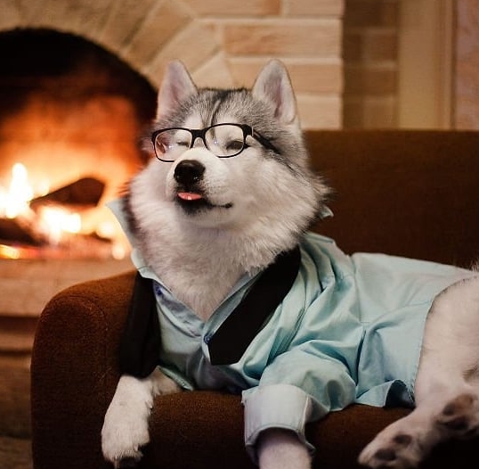 Top 70 Alaskan Dog Names for Husky and Malamute Breeds - PetPress