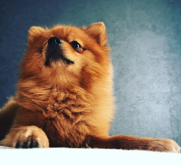 Top 30 Powerful And Strong Dog Names from Chicago