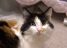 300+ Calico Cat Names - Cute, Unique Names You'll Love - PetPress