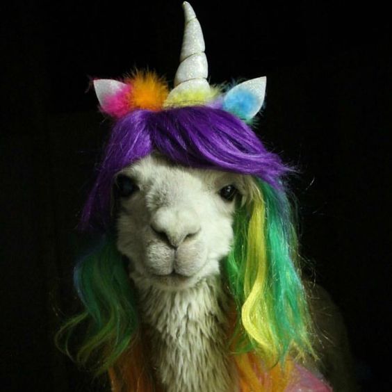 15 Ideas For Hairstyles From Llamas And Alpacas - Page 2 of 3 - PetPress