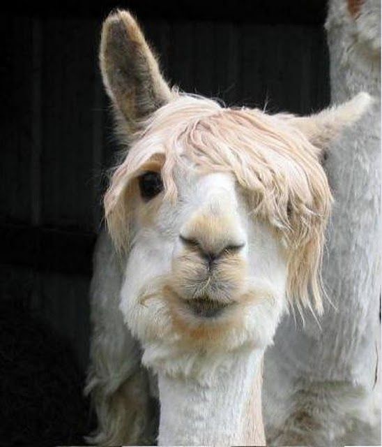15 Ideas For Hairstyles From Llamas And Alpacas - Page 2 of 3 - PetPress