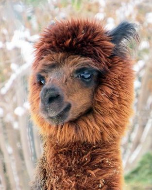 15 Ideas For Hairstyles From Llamas And Alpacas | PetPress