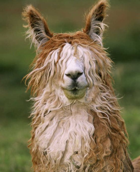15 Ideas For Hairstyles From Llamas And Alpacas | PetPress