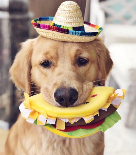 Over 50 Popular Mexican Dog Names