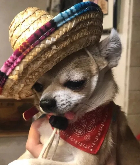 Over 50 Popular Mexican Dog Names