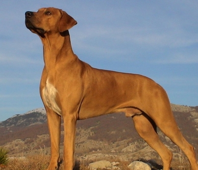 85 Awesome African Dog Names - PetPress