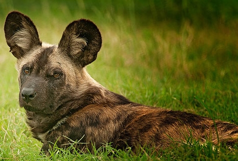 85 Awesome African Dog Names - PetPress