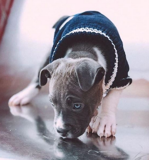 40+ Beautiful Blue-Eyed Dog Names For Female Puppies - PetPress