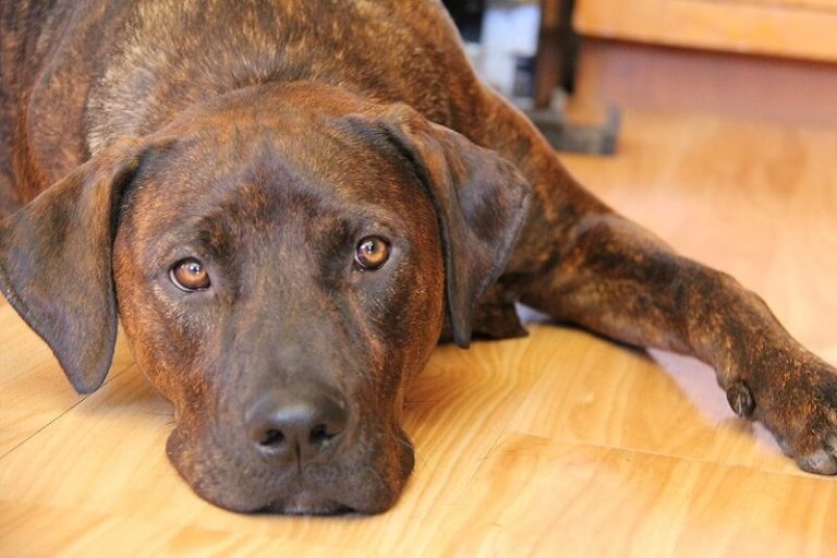 Brindle Dog Names – 160 Perfect Ideas! - PetPress