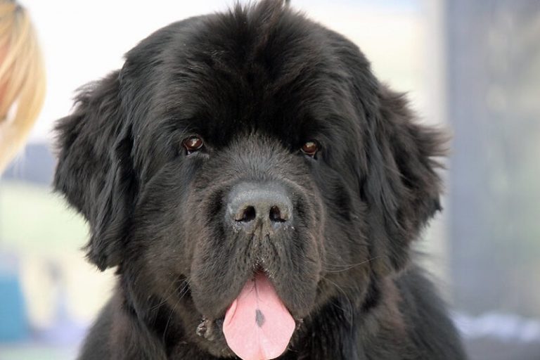 160 Best Names for Big Male Dogs | PetPress