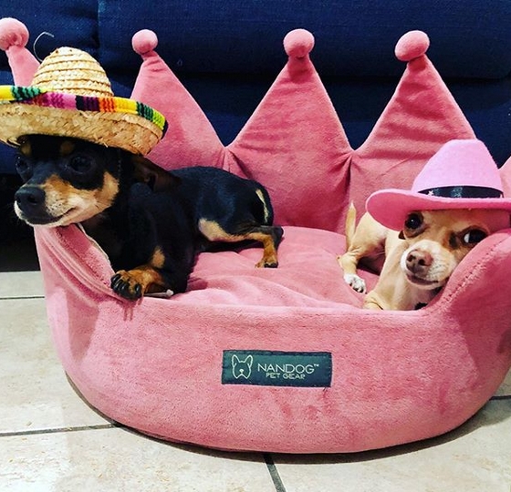 30 Classic Mexican Male Dog Names 30 Classic Mexican Male Dog Names