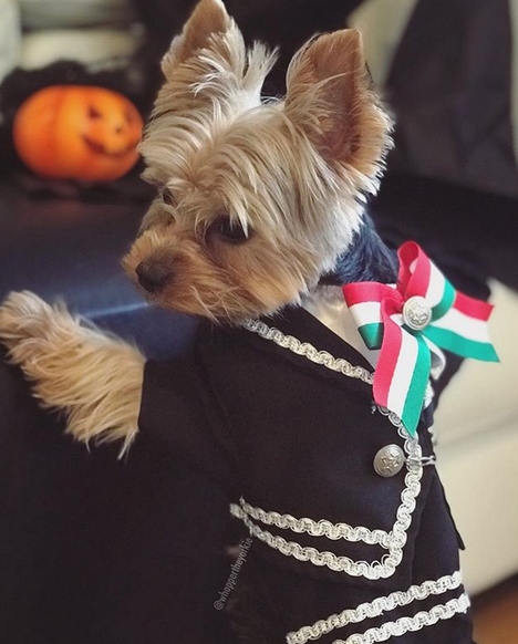 30+ Classic Mexican Male Dog Names