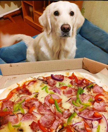110+ Best Food Dog Names for Puppies - PetPress