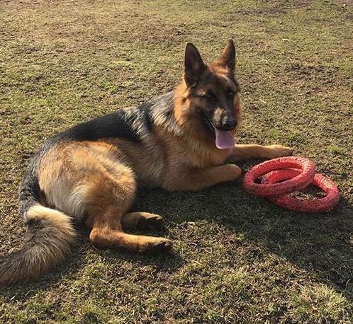 50 Strong German Shepherd Dog Names for Male Dogs - PetPress