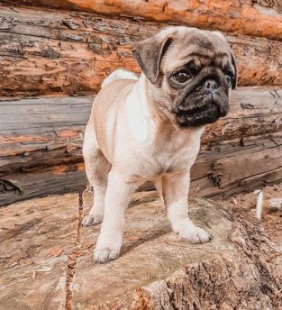 14 Pros And Cons Of Owning Pugs - Page 3 of 3 - PetPress