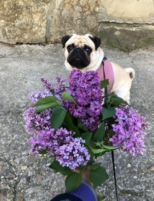 14 Pros And Cons Of Owning Pugs - Page 2 of 3 - PetPress