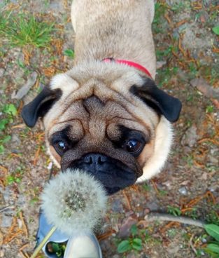 14 Pros And Cons Of Owning Pugs - Page 2 of 3 - PetPress