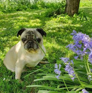 14 Pros And Cons Of Owning Pugs - Page 2 of 3 - PetPress