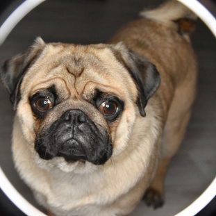 14 Pros And Cons Of Owning Pugs - Page 2 of 3 - PetPress