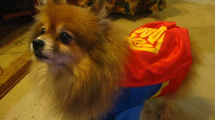 The 260 Greatest Superhero Dog Names - PetPress