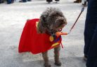 The 260 Greatest Superhero Dog Names - PetPress