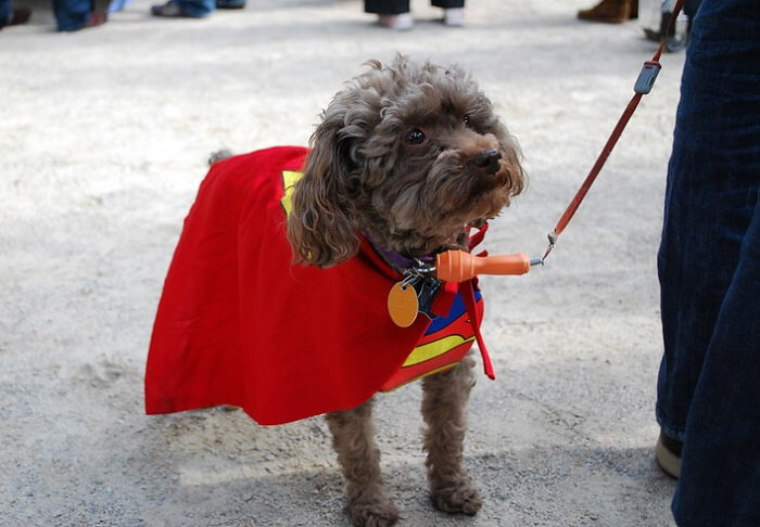 The 260 Greatest Superhero Dog Names - PetPress
