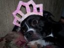Princess Dog Names - 160 Elegant Dog Names for Girl Puppies - PetPress